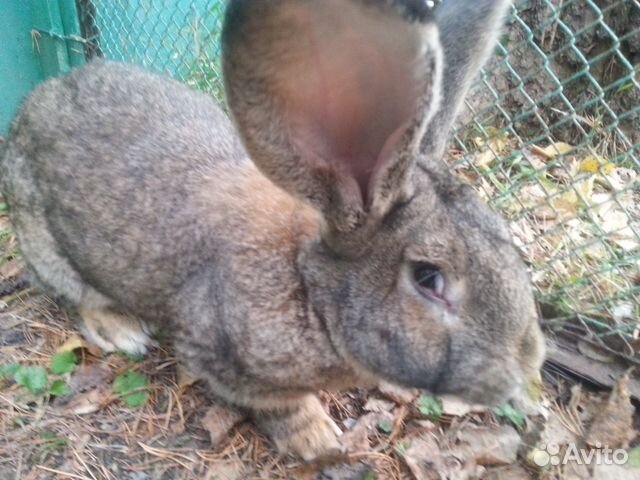 Кролики крупной породы (фландр)