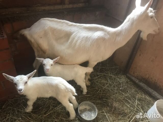 Козлята разных возрастов