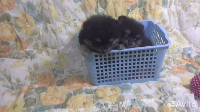 Черно-подпалые мишутки