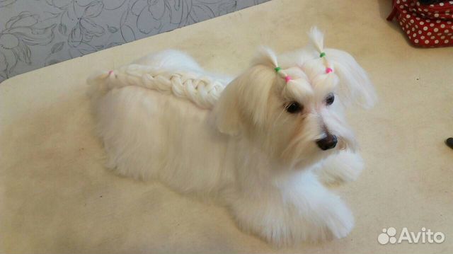 Мальчик (мини) Мальтезе чистокровные