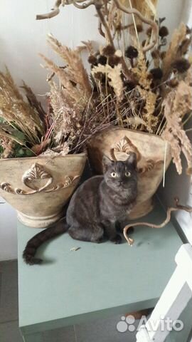 Помесь британца девочка