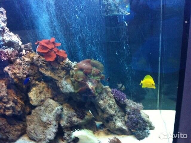 Обслуживание аквариума