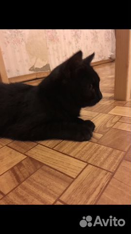Кошка