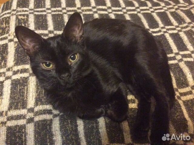 Котик с характером