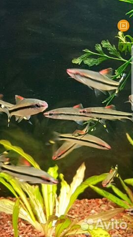 Рыба аквариумная- барбус денисони