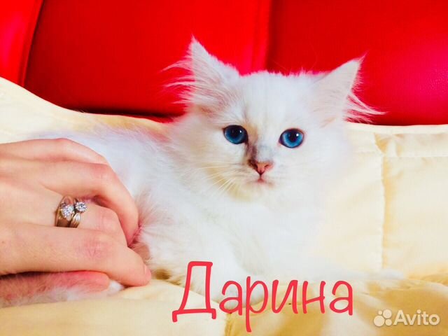 Дарина Синеглазая шиншилла пойнт