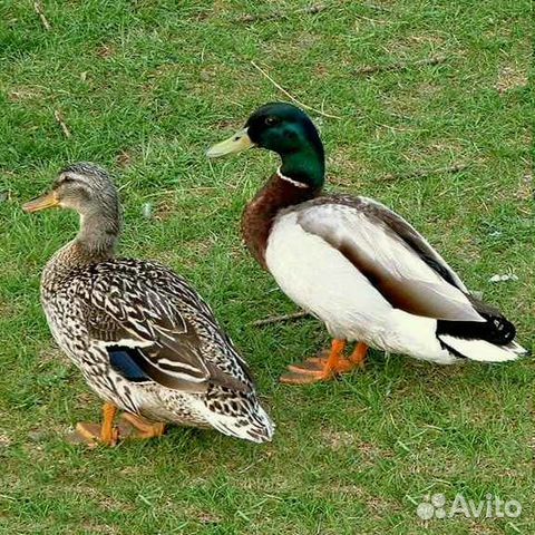 Одомашненные дикие утки