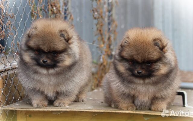 Шпиц оранжсоболь