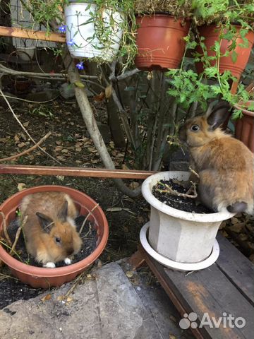 Декоративные крольчата продаю