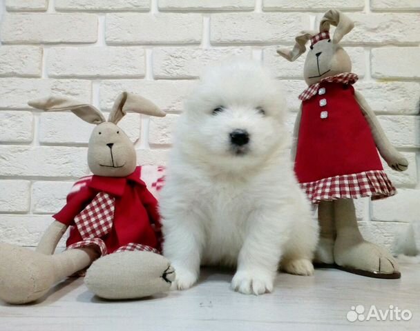 Маленькие самоедики