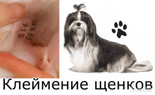 Щенки шит-цу клеймение методом тату