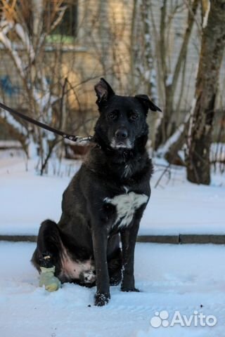 Очень надежный друг и помощник - пёс Тор