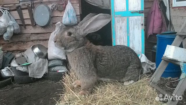 Фландры. Великаны