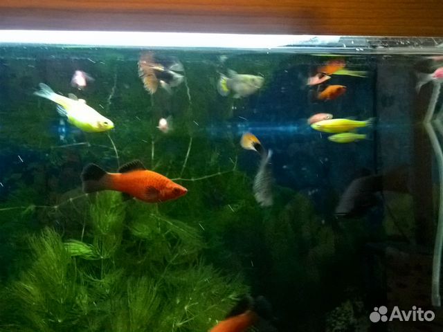 Аквариум с рыбками 115л