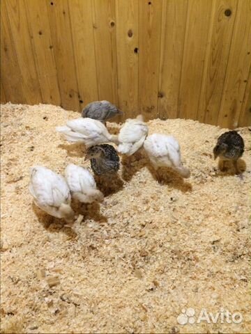 Яйца на инкубацию