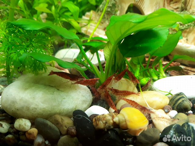 Креветки аквариумные