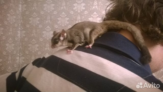 Сахарный поссум, мальчик