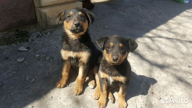 Славные малыши