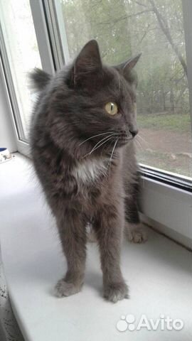 Ищем дом Кошечка красотка