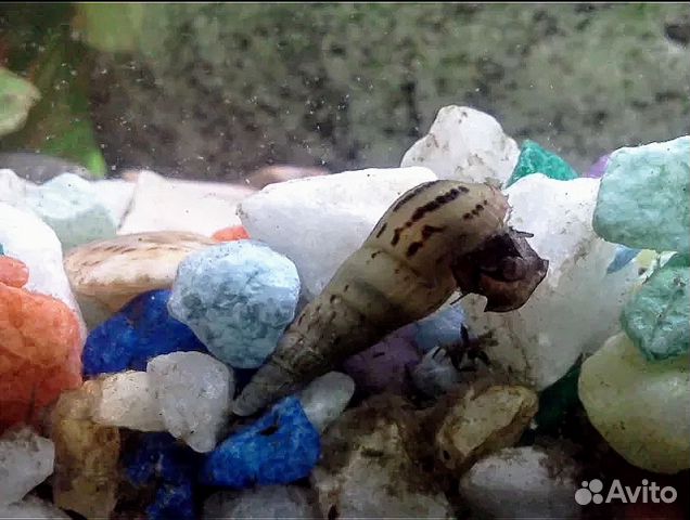 Мелании (грунтовые аквариумные улитки)