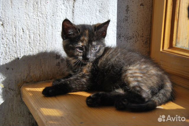 Маленькие котята девочки