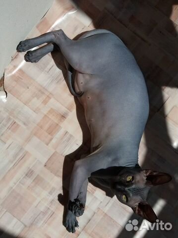 Донской сфинкс мальчик вязка