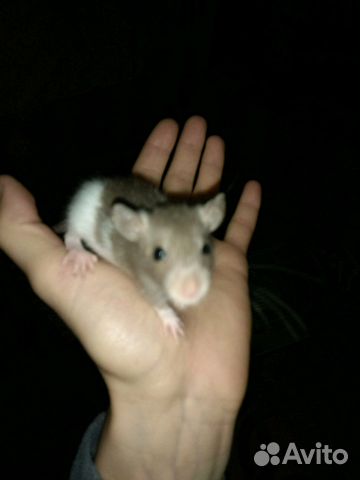 Крысята декоративные