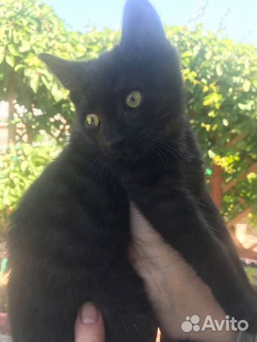 Черныши - плюшевые котята в заботливые руки