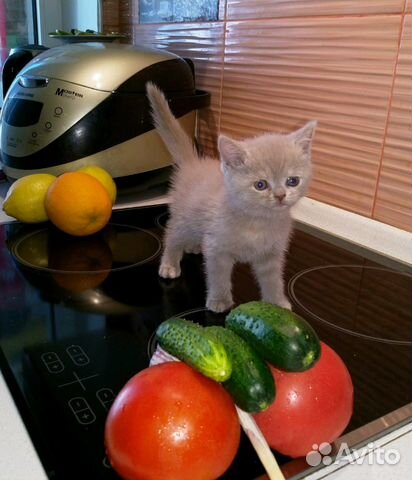 Британский лиловый красавчик