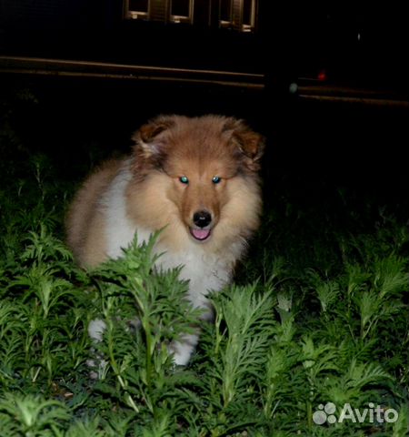 Колли
