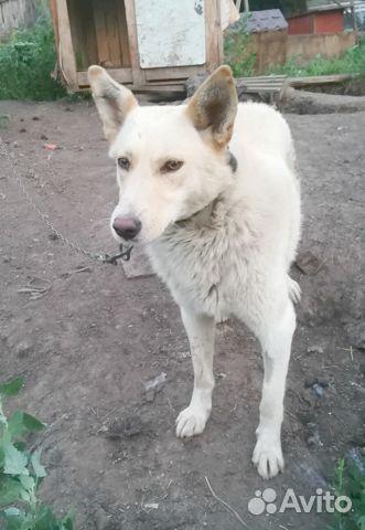 Отдам красивого белого песика 10 мес