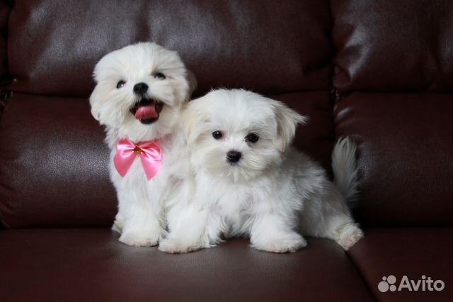 Мальтезе, Мальтийская болонка щенки