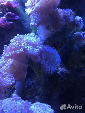 Морские кораллы. Эуфилия