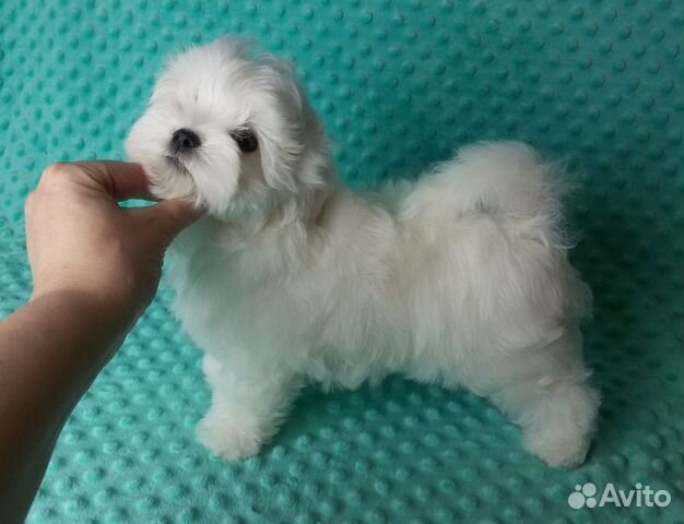 Пушистые потешки - мальтезе мини. РКФ