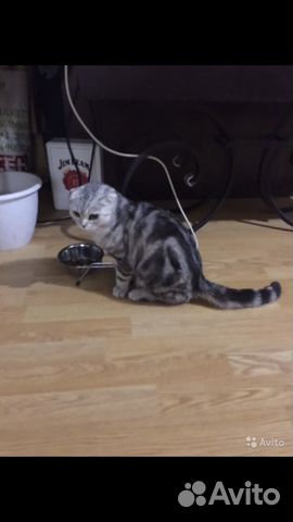 Котятки шотландцы