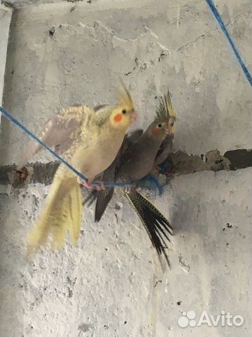 Попугаи корелла