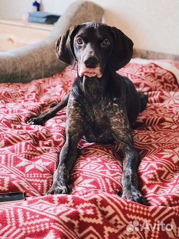 Кобель Курцхаара для вязки