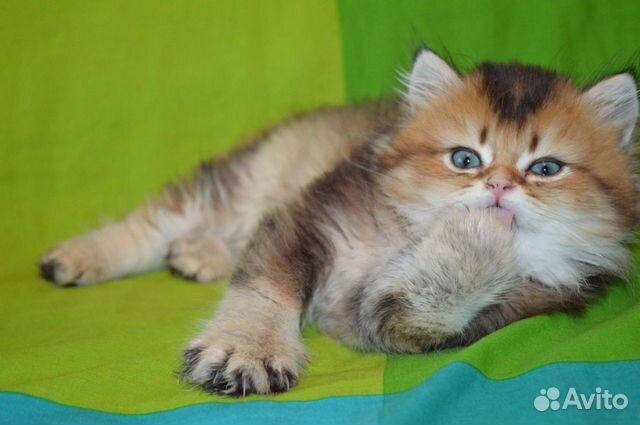 Пухляшки в золоте