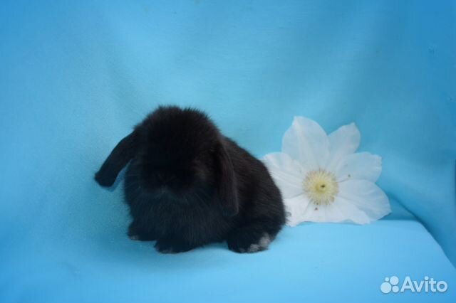 Карликовый кролик (Mini-lop) Окрас мардер Питомник