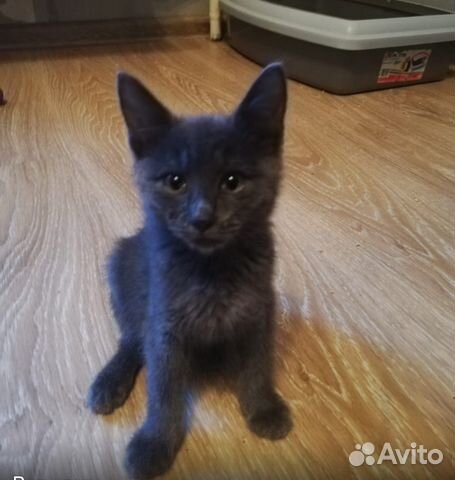 Дымчато-синий Котенок в дар -2 мес