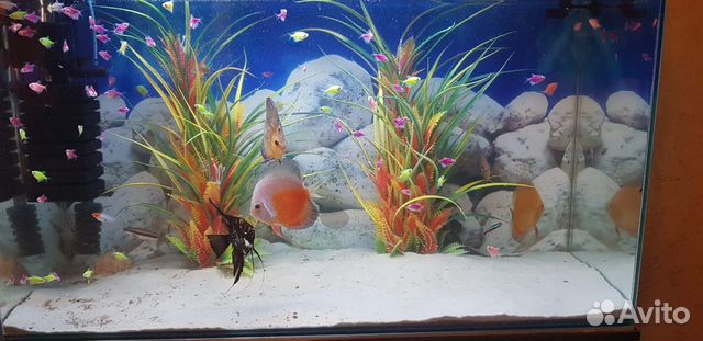 Аквариум 200 литров, с тумбой, крышкой и внешним ф
