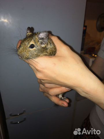 Продам белок Дегу