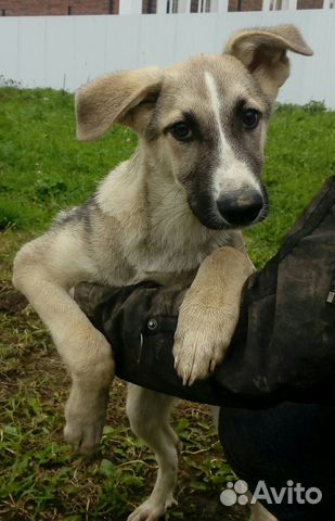 Щенок в добрые руки