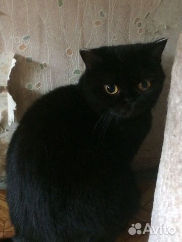 Марго в добрые руки