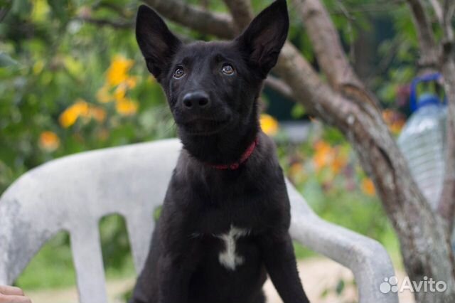 Ушастая Жужа в дар