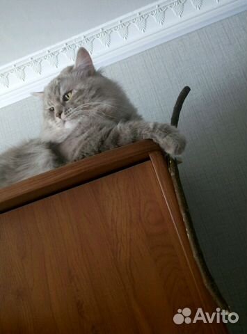 Отдам кота в добрые руки