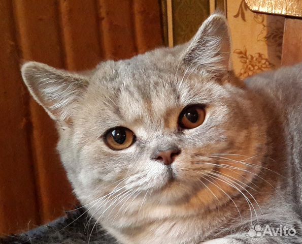 Подрощенный британский котик