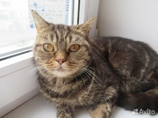 Даша мраморная ищет прежних/новых хозяев