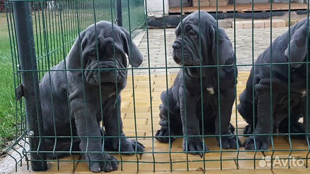 Мощный щенок мастино