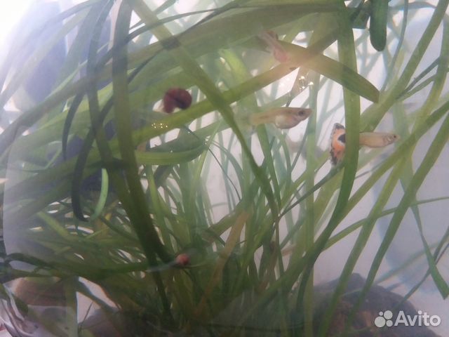 Продам гуппи